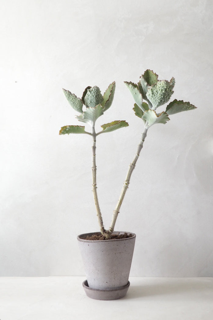 Ruskindsplante – Plant København