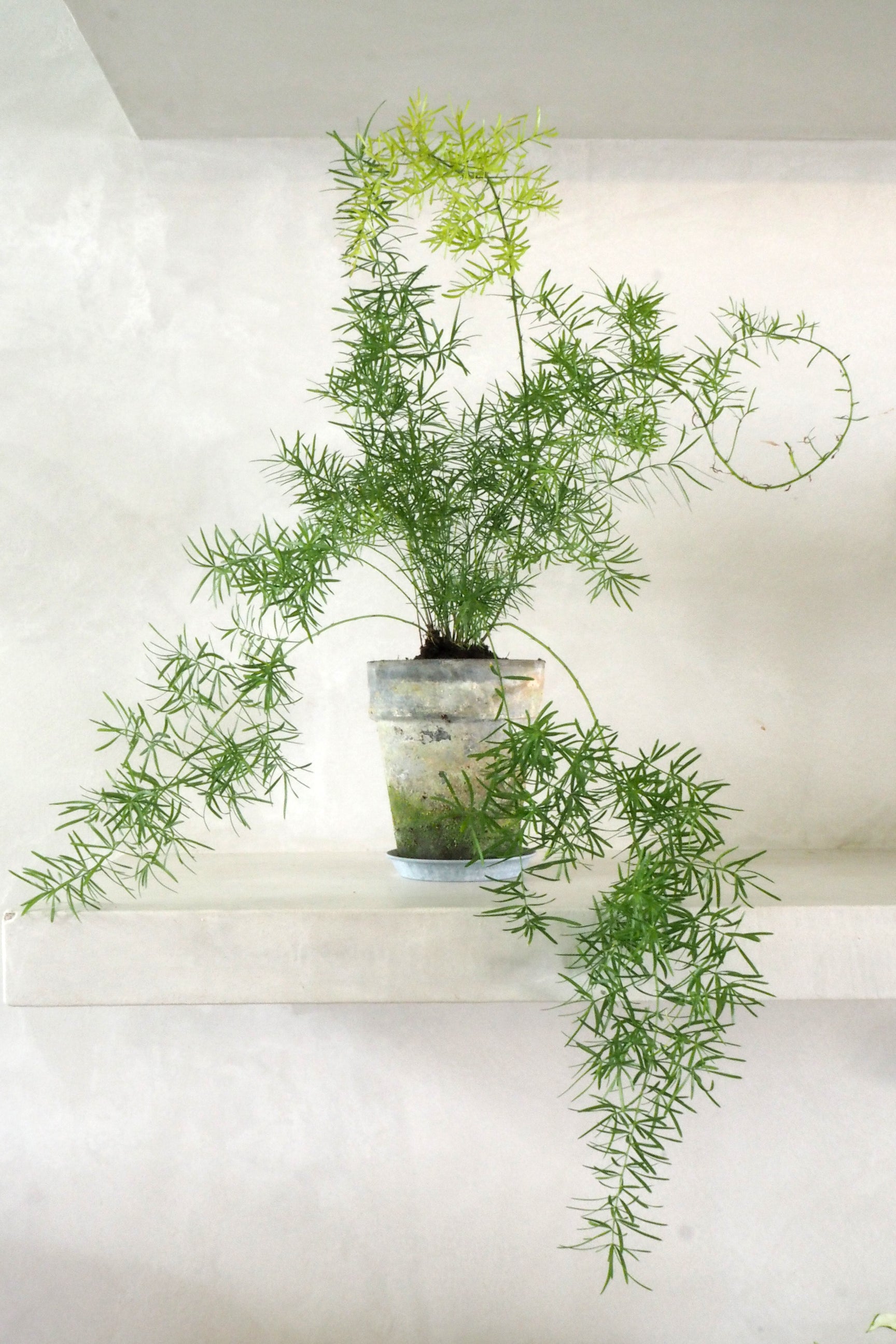 PLANT — planter, krukker, jord, værktøj og tilbehør til dine planter ...