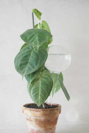 PLANT — planter, krukker, jord, værktøj og tilbehør til dine planter ...