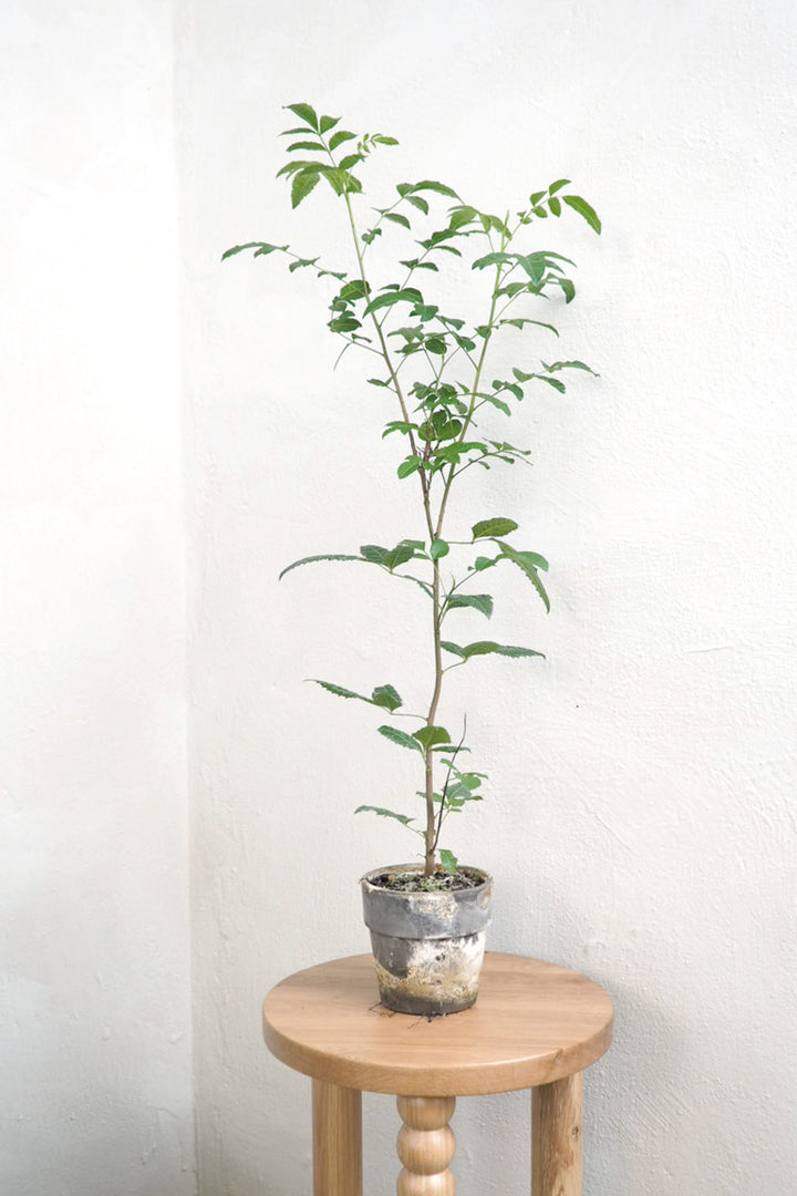 PLANT — planter, krukker, jord, værktøj og tilbehør til dine planter ...