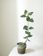 PLANT — planter, krukker, jord, værktøj og tilbehør til dine planter ...