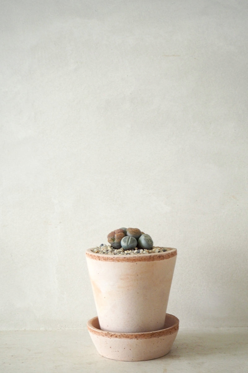 Levende Sten - mini – Plant København