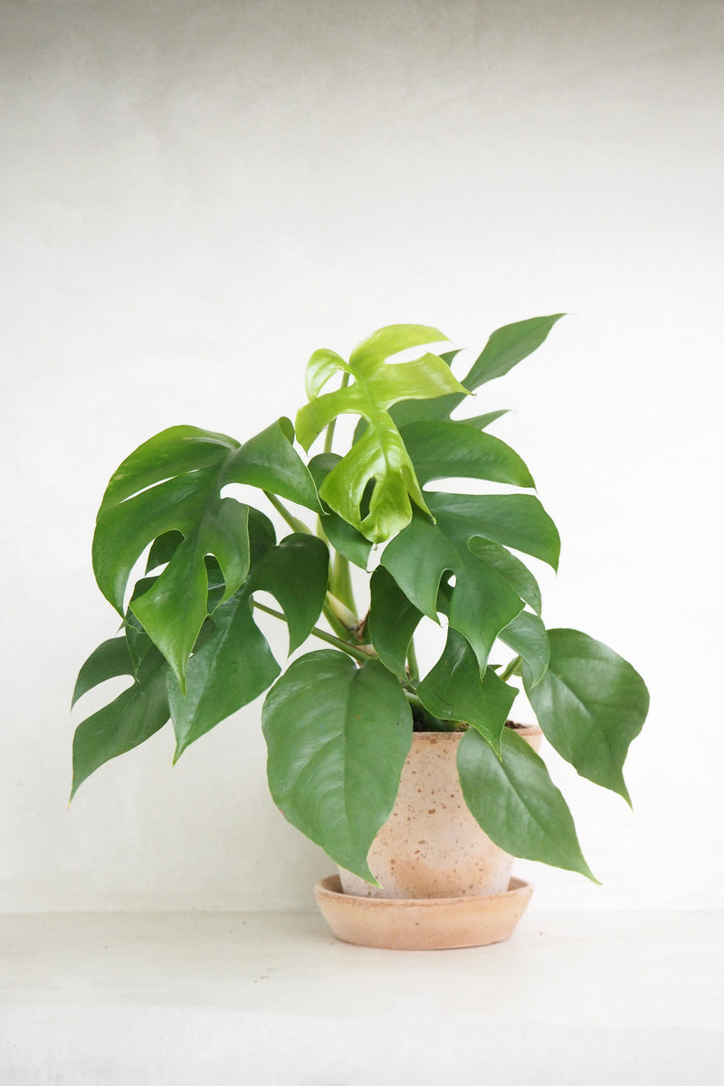 Philodendron Minima – Plant København