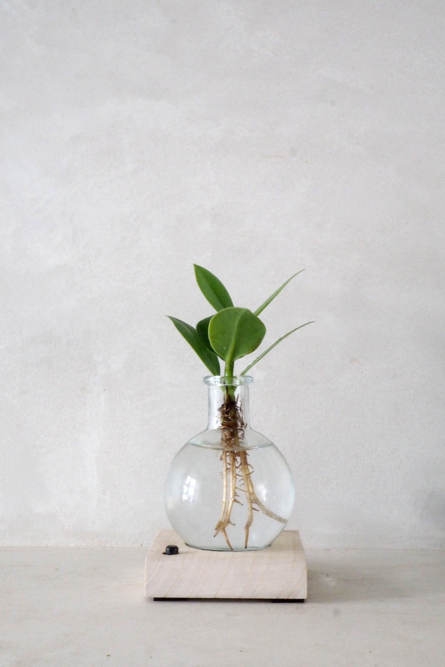 PLANT — planter, krukker, jord, værktøj og tilbehør til dine planter ...